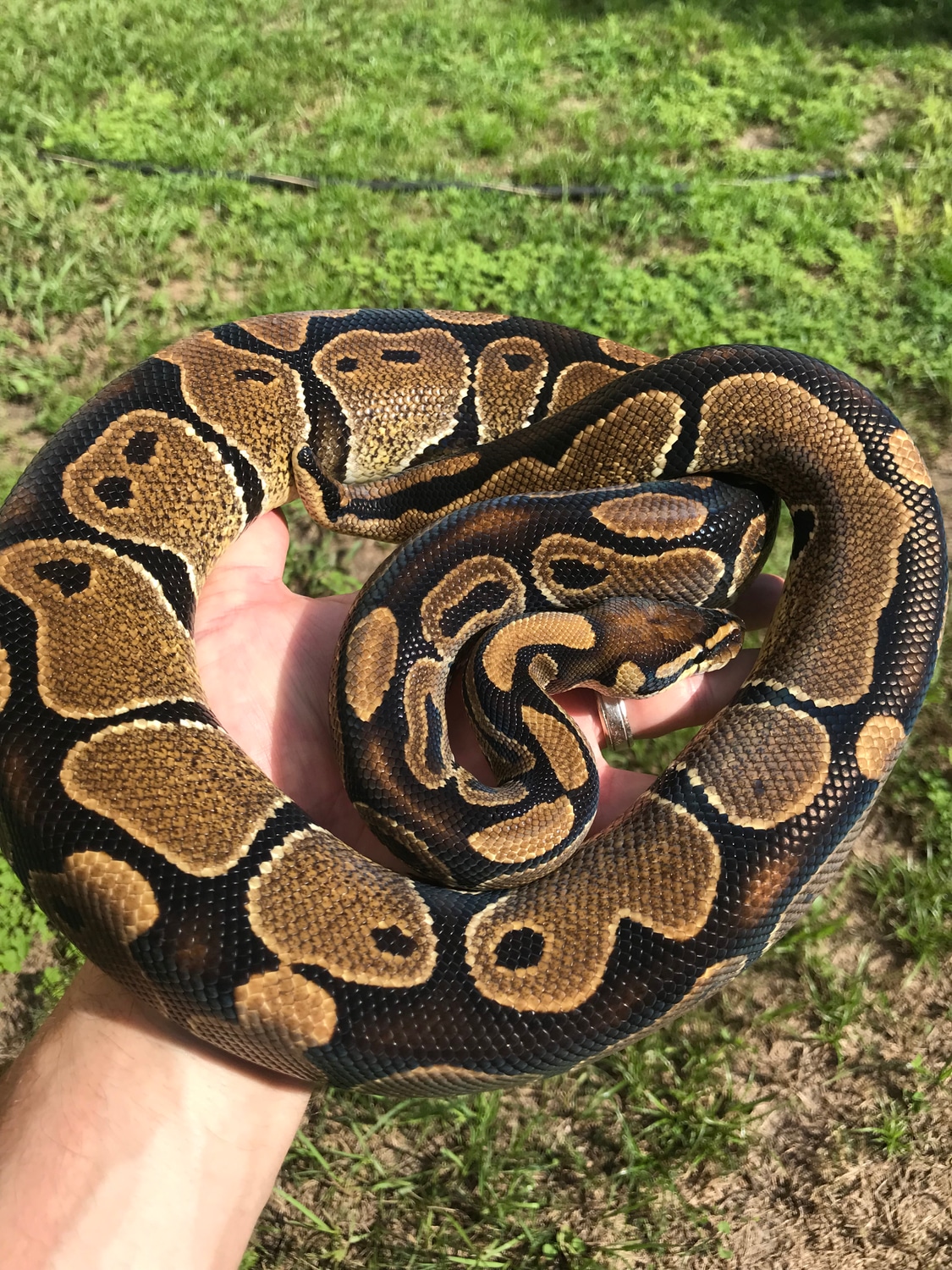 New* Nr Mandarin Ball Python by The Florida Reptile Ranch - MorphMarket