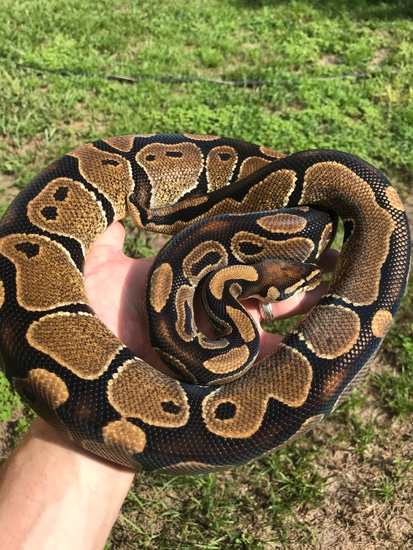 New* Nr Mandarin Ball Python by The Florida Reptile Ranch