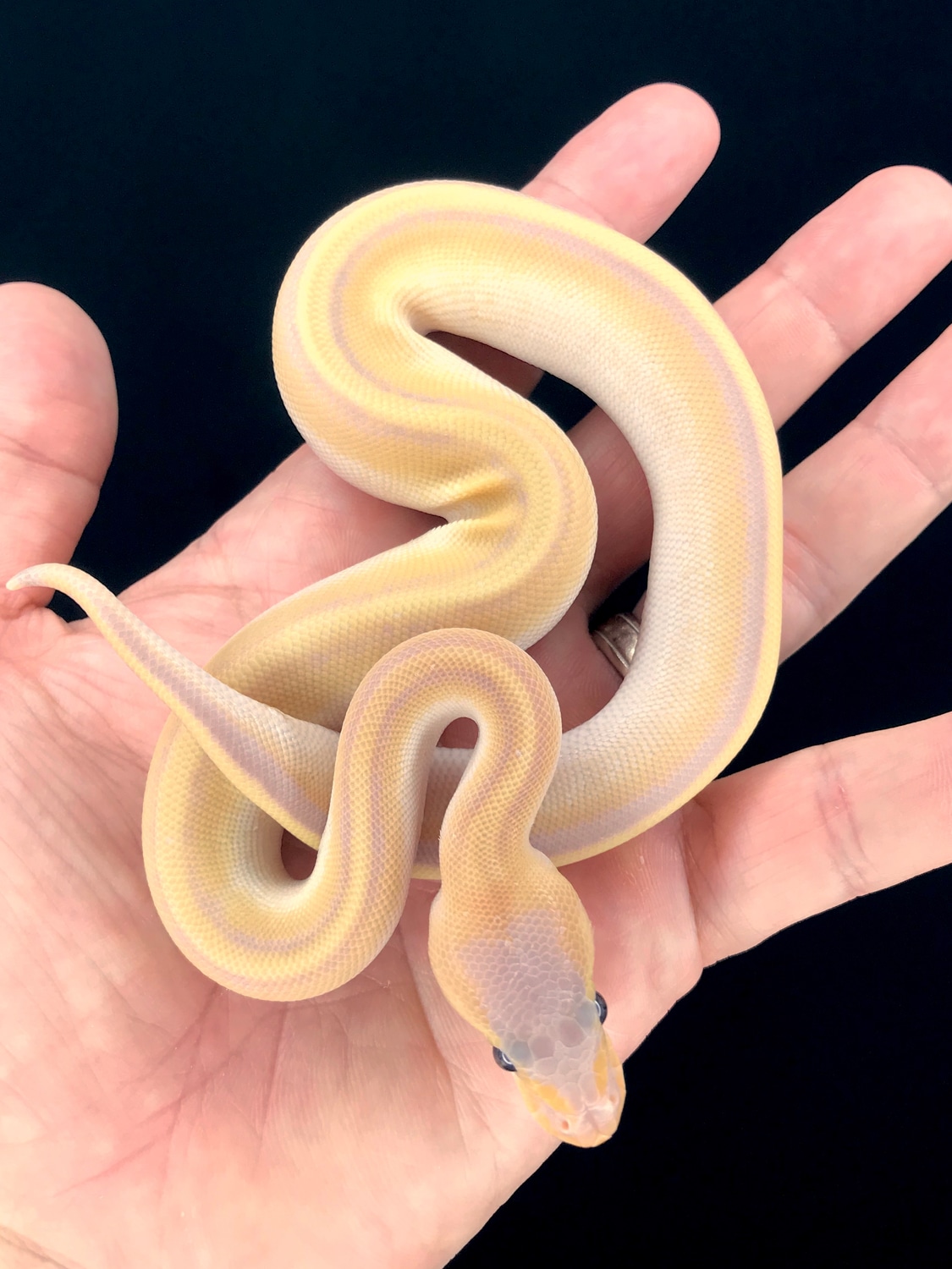 New* Banana Genetic Stripe Mojave Ball Python by The Florida Reptile Ranch - MorphMarket