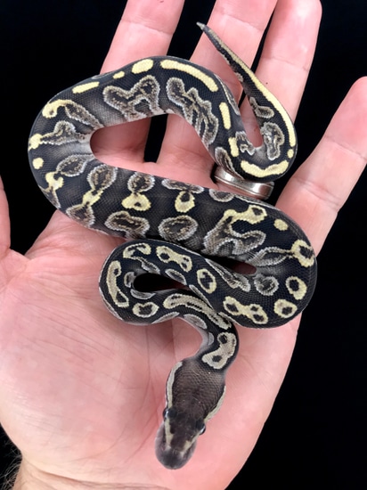 New* Ghi Het Pied Ball Python by The Florida Reptile Ranch - MorphMarket