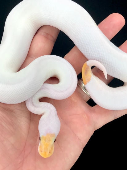 New* Banana Pinto Pied Ball Python by The Florida Reptile Ranch