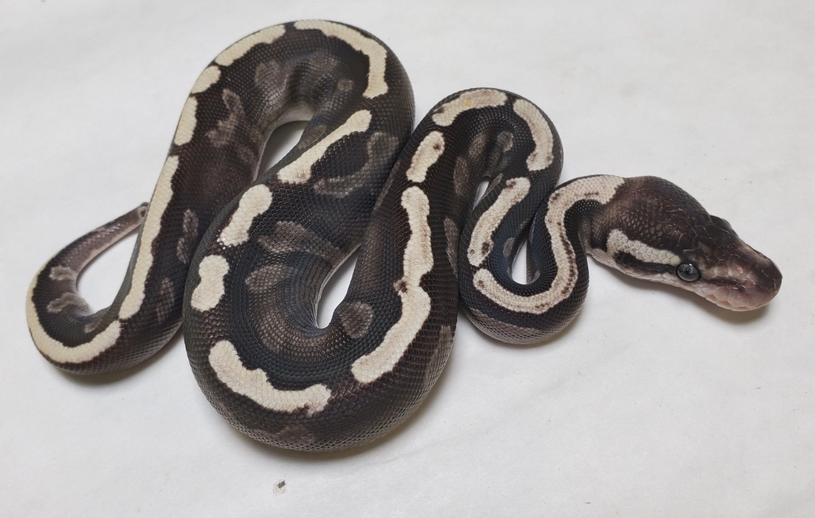 New* Ghi Mojave Het Pied Ball Python by The Florida Reptile Ranch ...