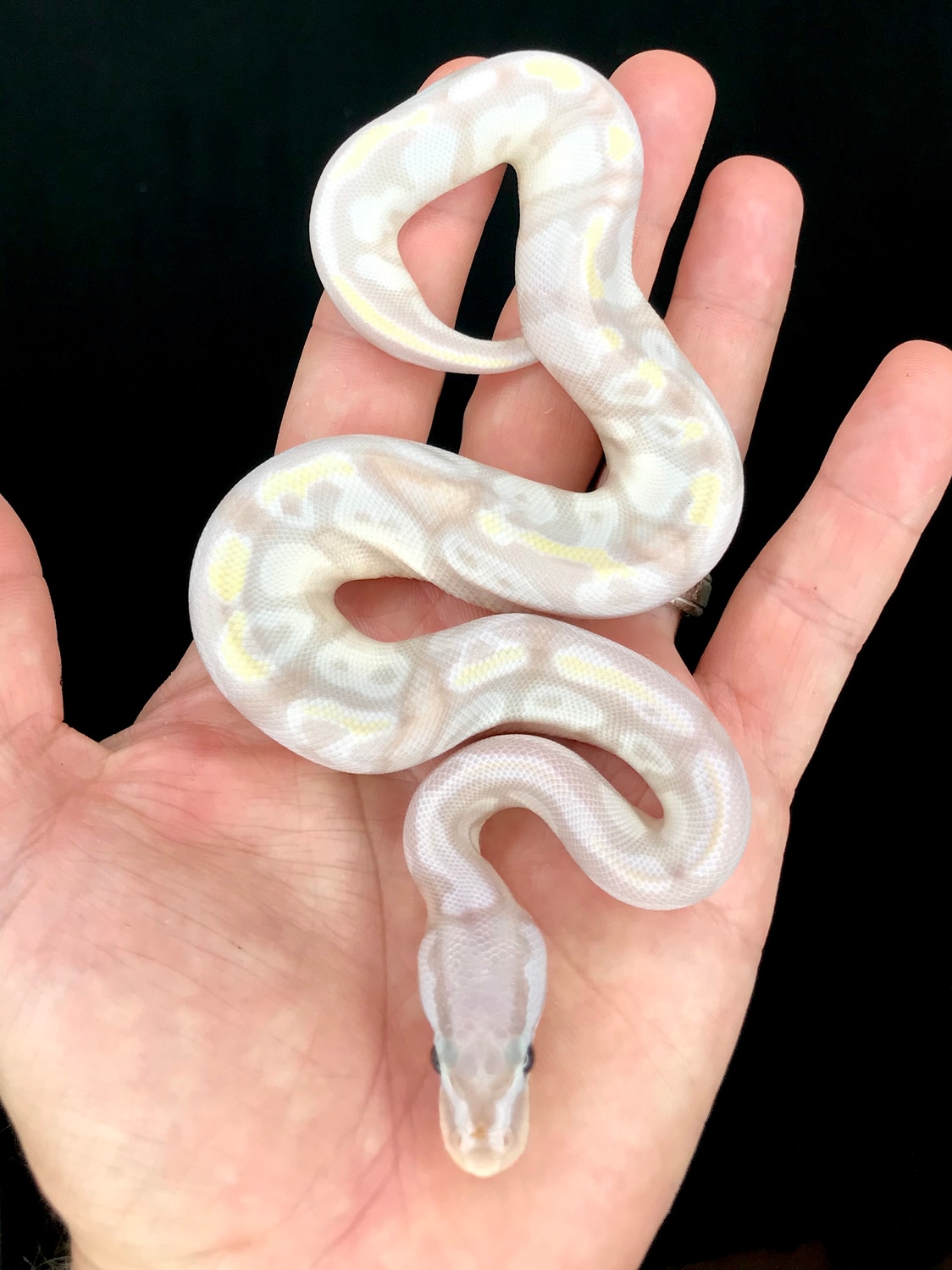 New* Super Banana Poss Pastel Ball Python by The Florida Reptile Ranch ...