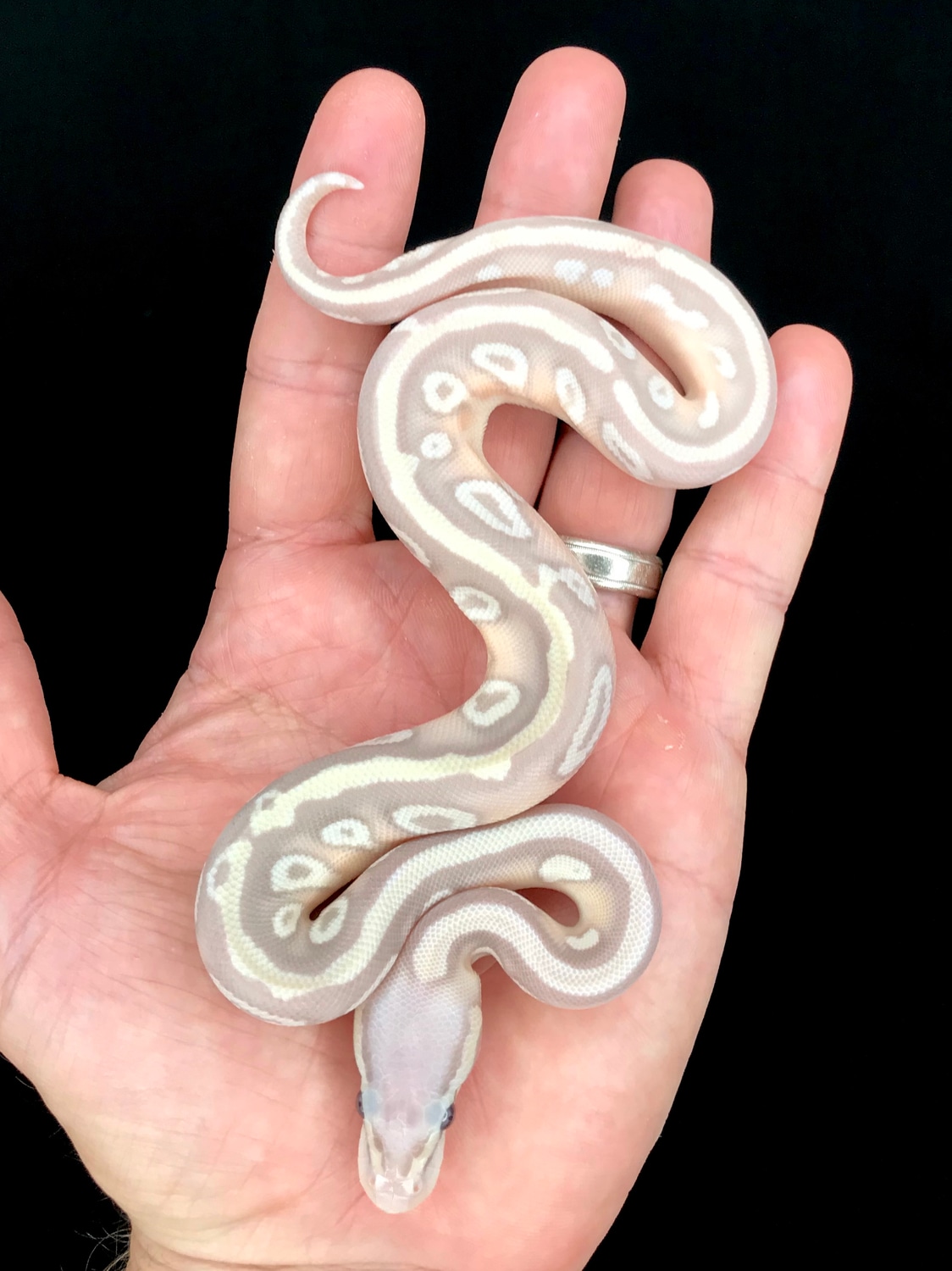 New* Super Banana Mojave Poss Pastel Ball Python by The Florida Reptile ...