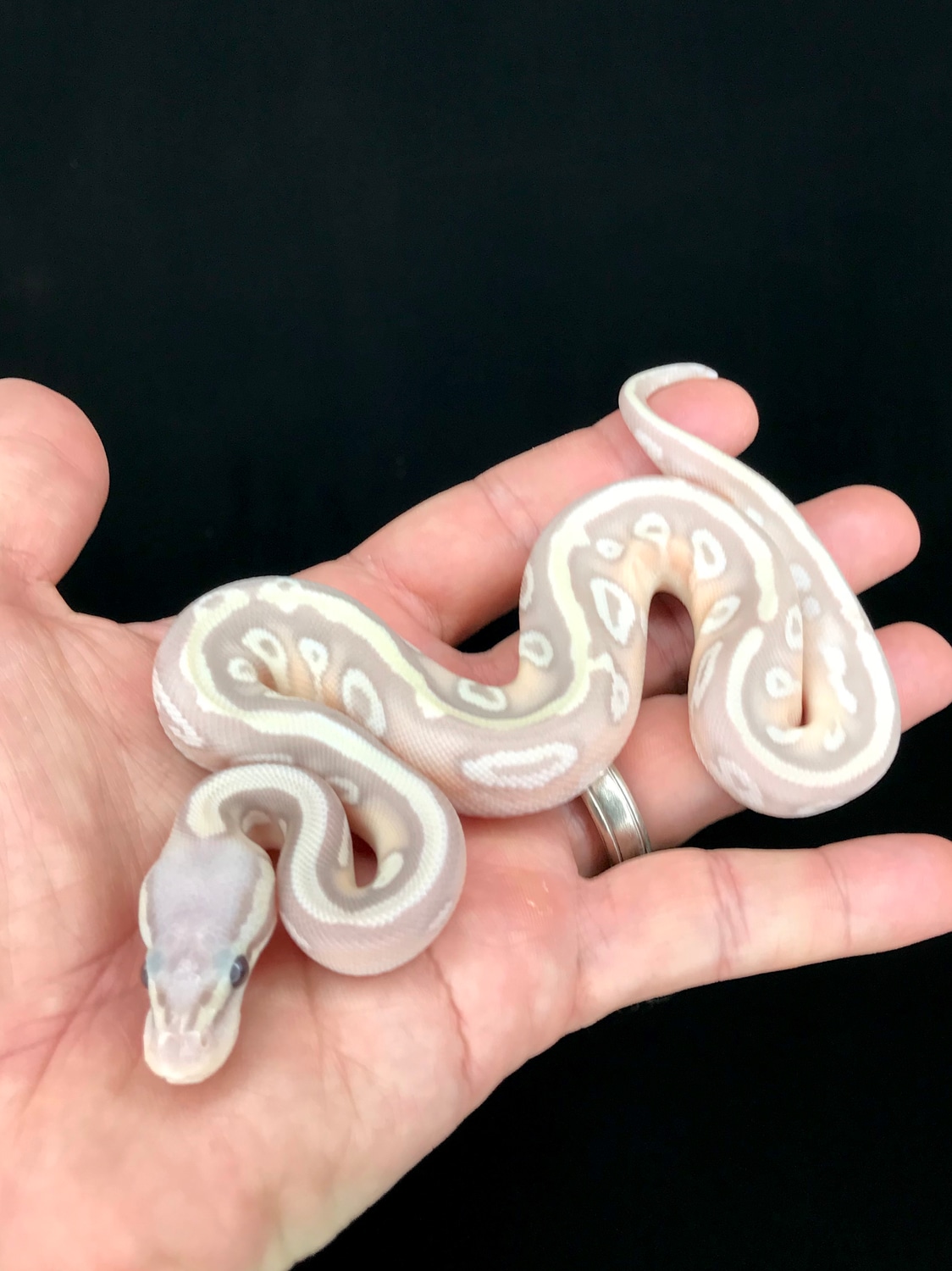 New* Super Banana Mojave Poss Pastel Ball Python by The Florida Reptile ...