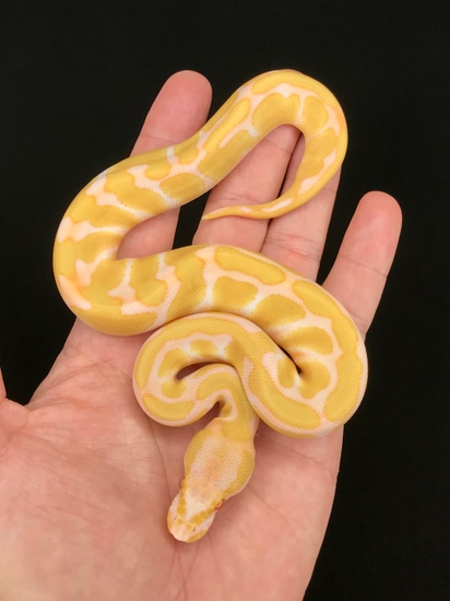 New* Albino Enchi Poss Candino Poss Candy Ball Python by The Florida ...