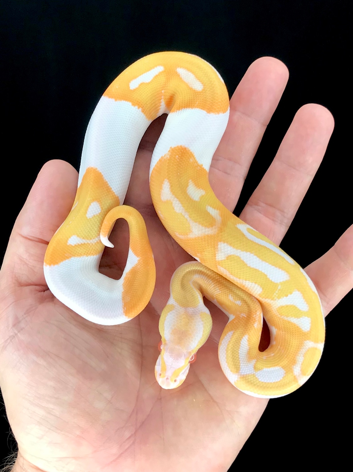 NEW* Albino Pied Ball Python by The Florida Reptile Ranch - MorphMarket
