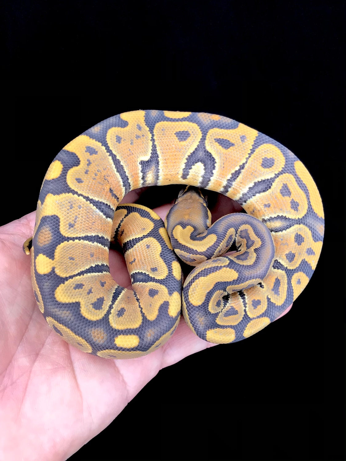 NR Mandarin Ghost Ball Python by The Florida Reptile Ranch - MorphMarket