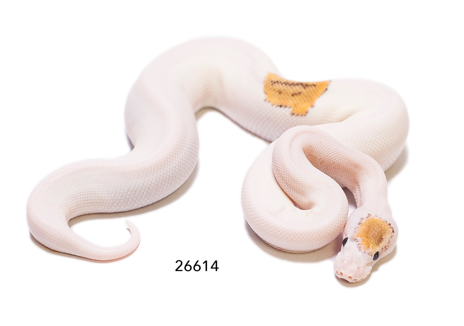 Pastel Pinto Pied Fancy Ball Python by The Florida Reptile Ranch ...