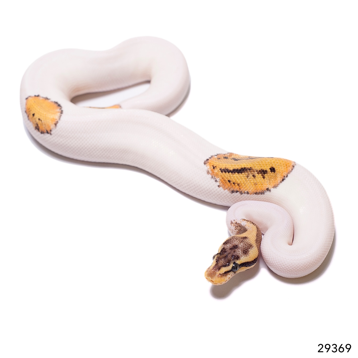 Firefly Leopard Pied Ball Python by The Florida Reptile Ranch - MorphMarket