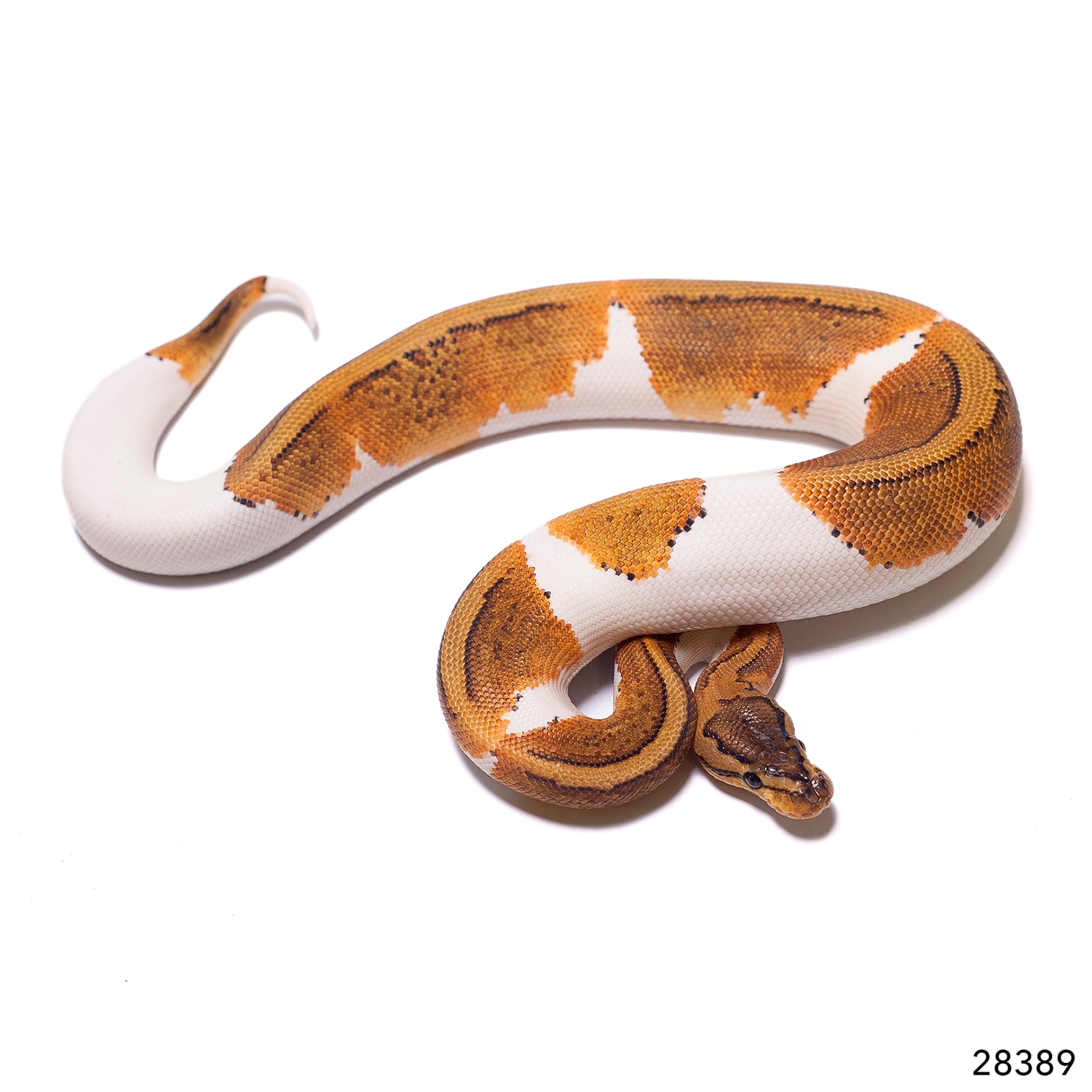 Pinstripe Yellowbelly Pied Ball Python by The Florida Reptile Ranch - MorphMarket