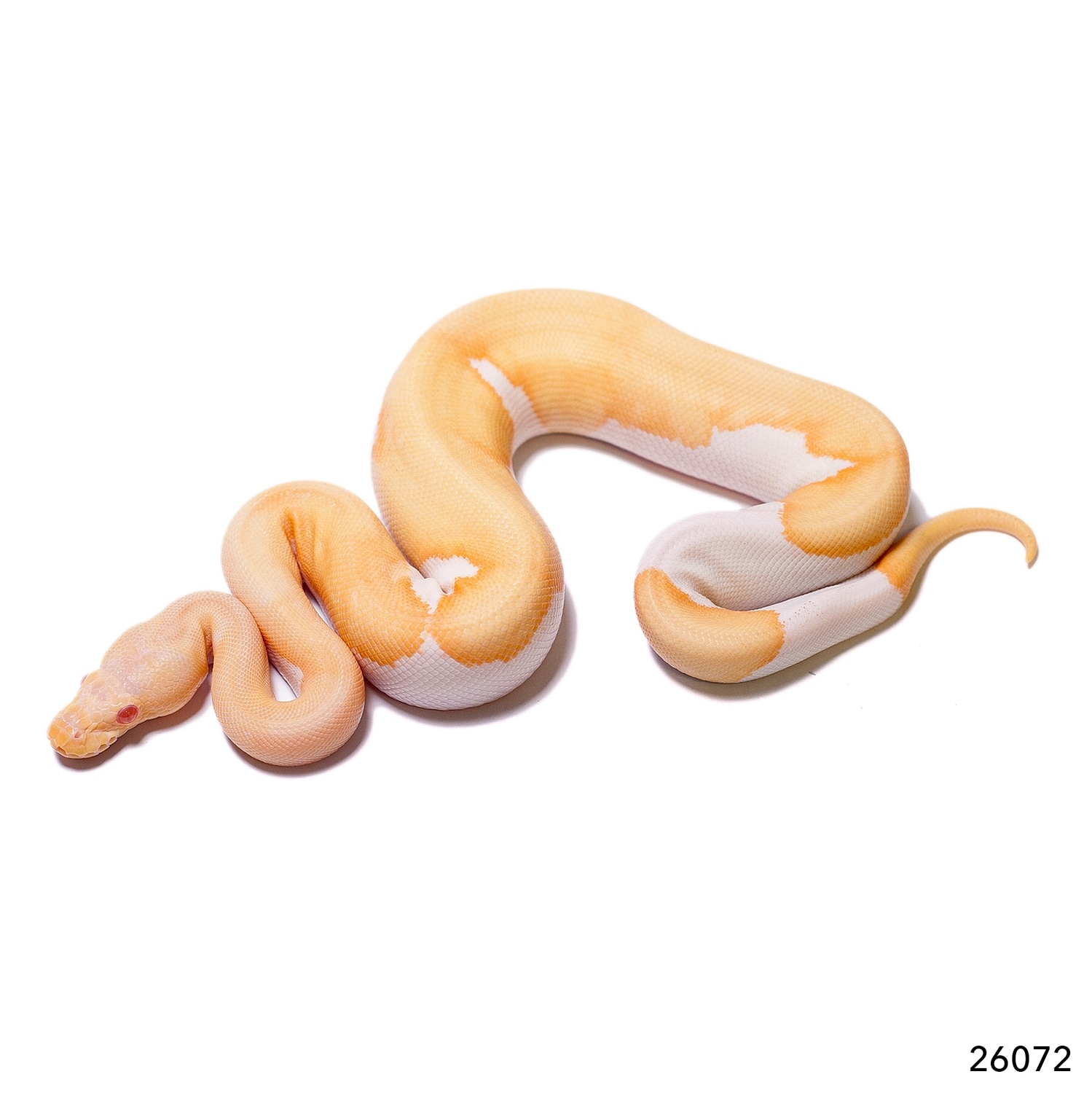 Albino Pied Poss Pinstripe Spotnose Leopard Ball Python by The Florida ...