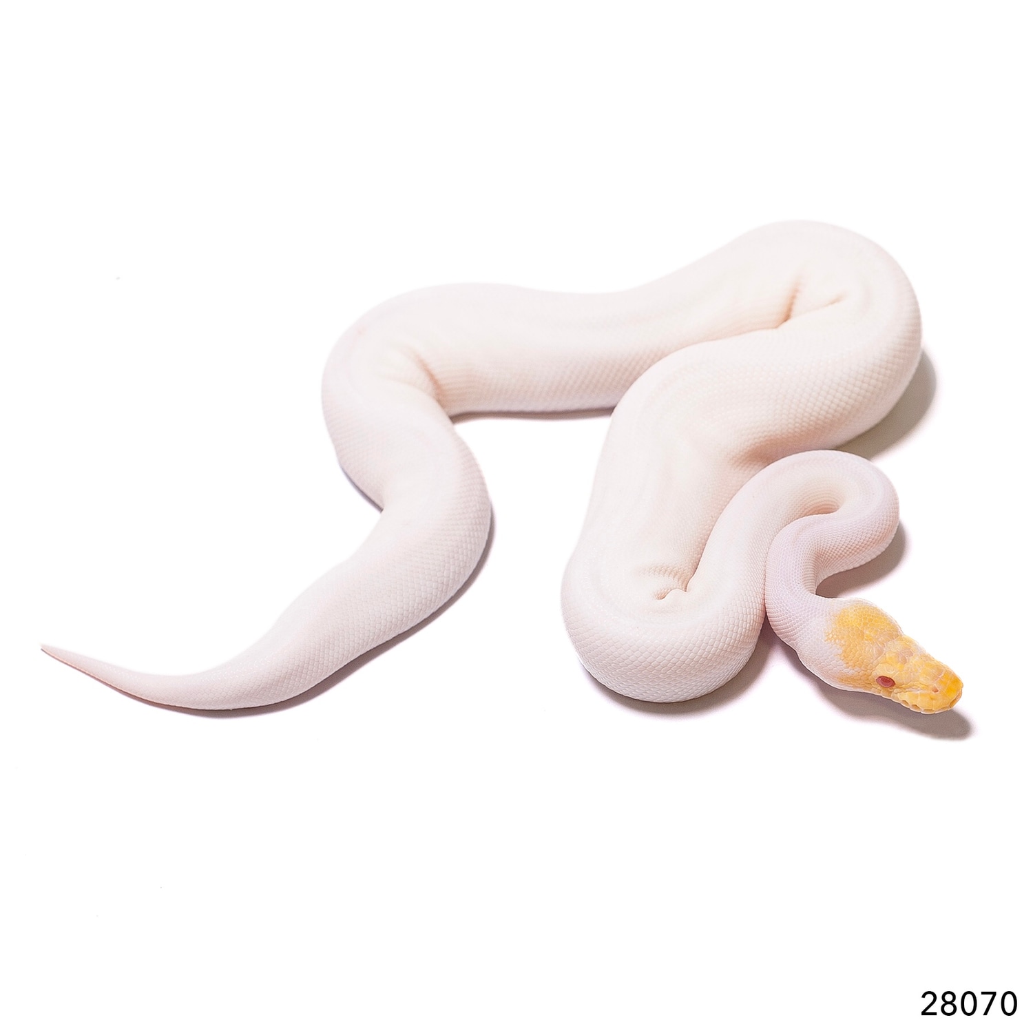 Albino Pinto Pied Ball Python by The Florida Reptile Ranch - MorphMarket