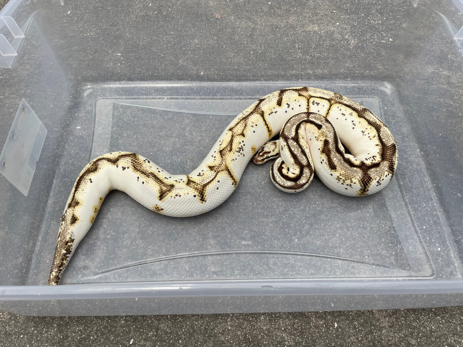 Spider Calico Pastel Ball Python by The Florida Reptile Ranch - MorphMarket