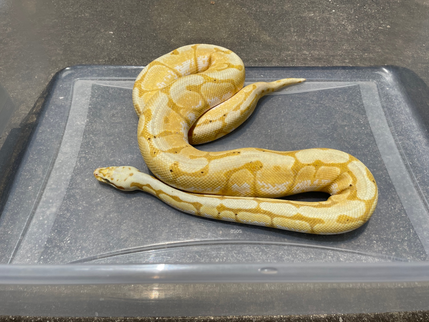 Bumblebee Banana Ball Python by The Florida Reptile Ranch - MorphMarket