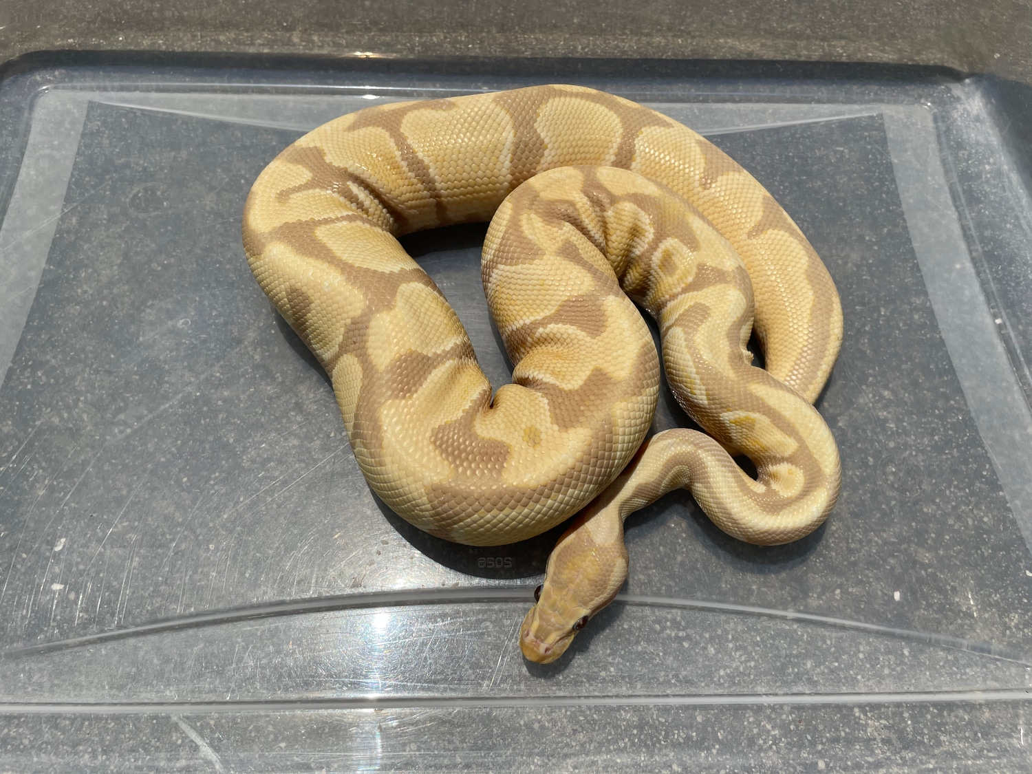 Candy Ball Python by The Florida Reptile Ranch - MorphMarket