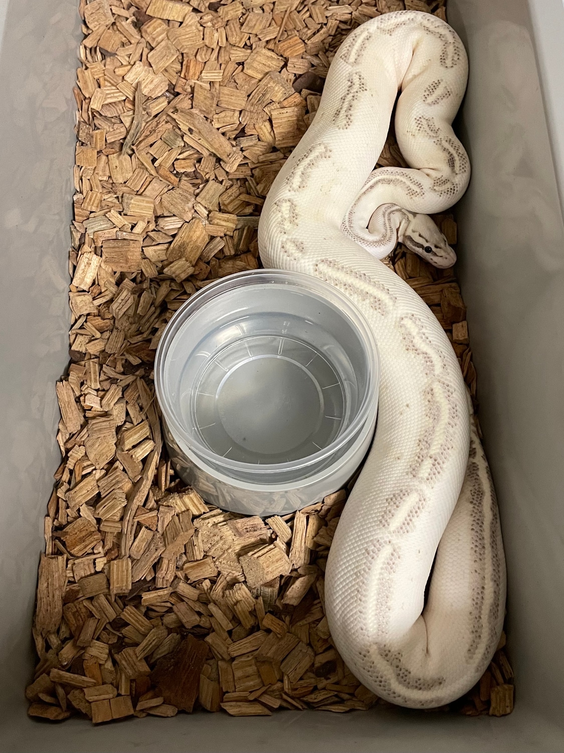 Super Pastel Highway Ball Python by The Florida Reptile Ranch - MorphMarket