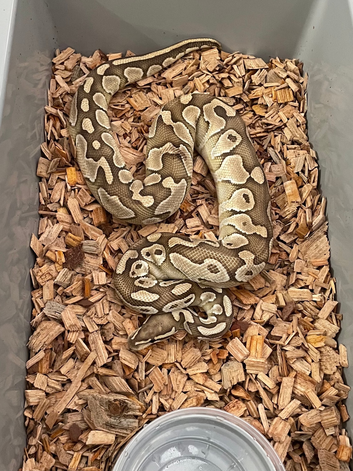 Lesser Het Ultramel PH Albino Ghost Ball Python by The Florida Reptile ...