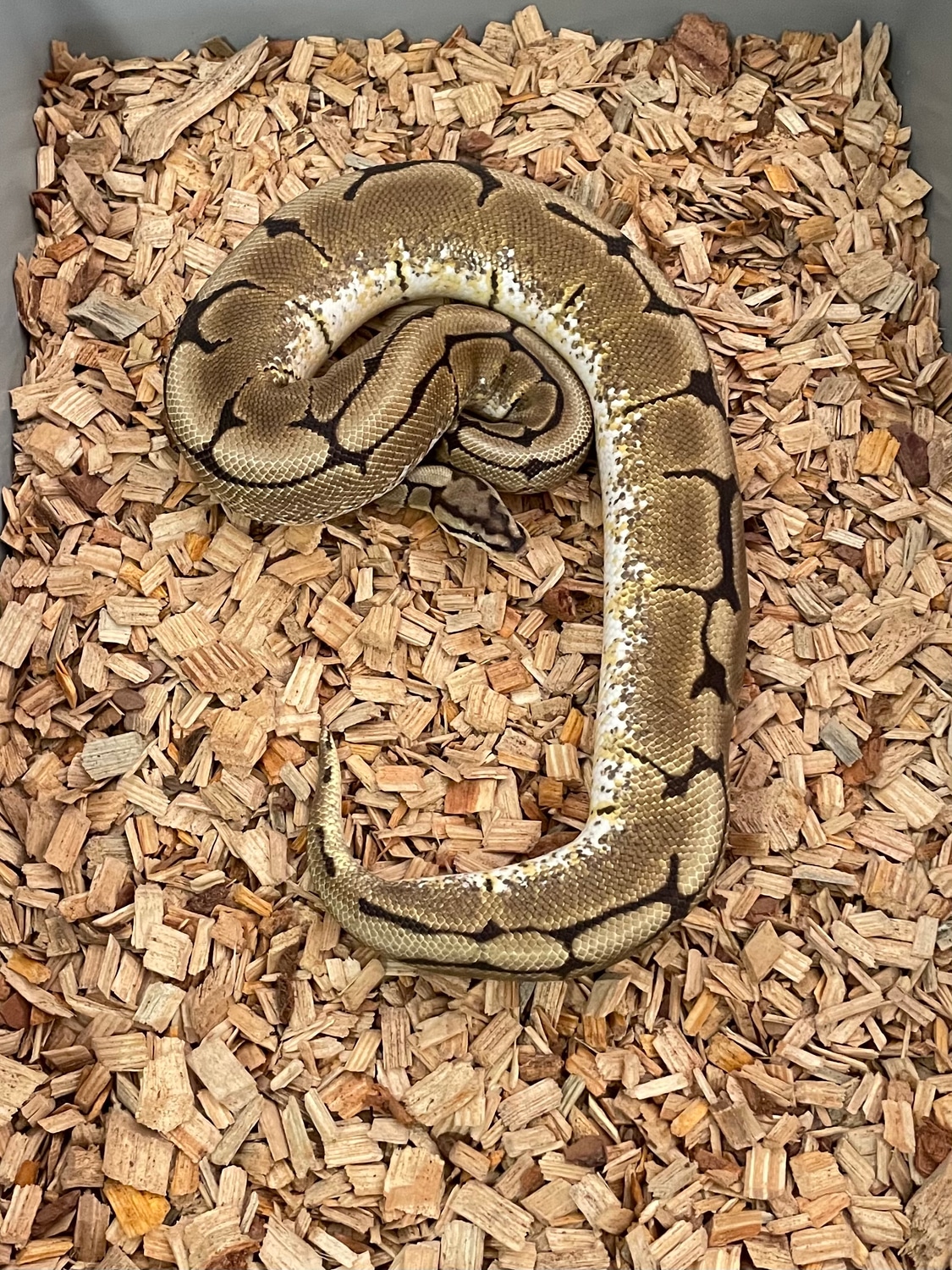 Spider DH VPI Axanthic Lavender Albino (Het Lavender Snow) Ball Python ...