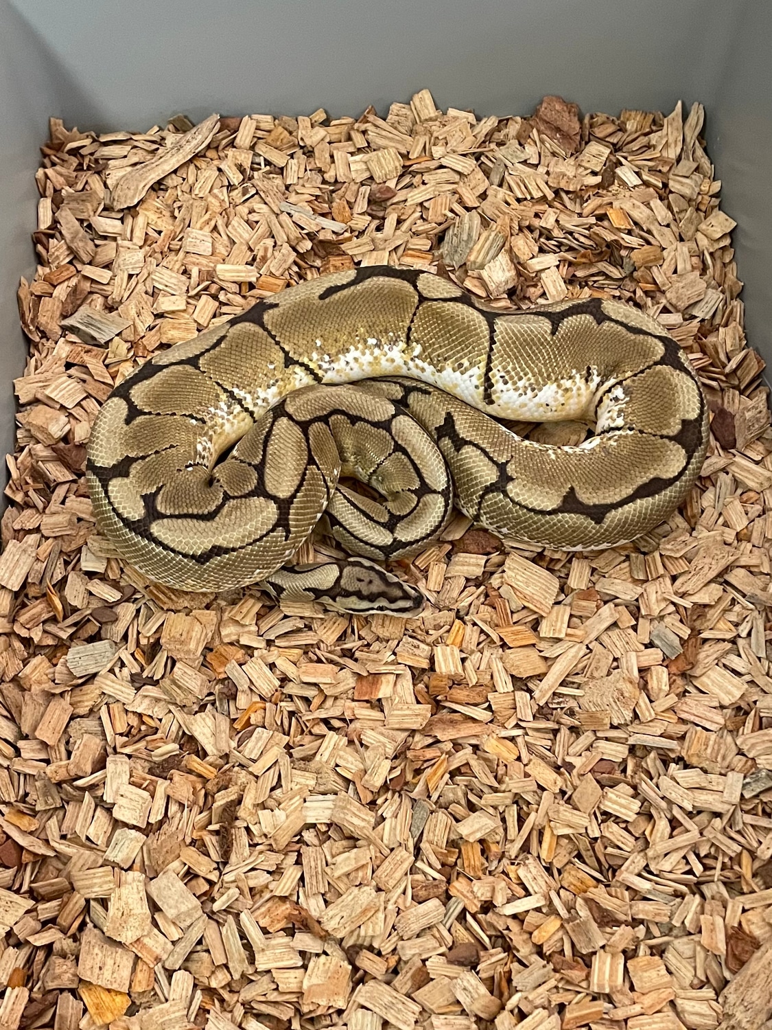 Spider DH VPI Axanthic Lavender Albino (Het Lavender Snow) Ball Python ...