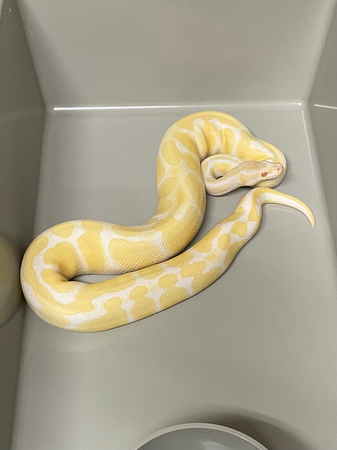 Albino Het Whitewash Ball Python by The Florida Reptile Ranch - MorphMarket