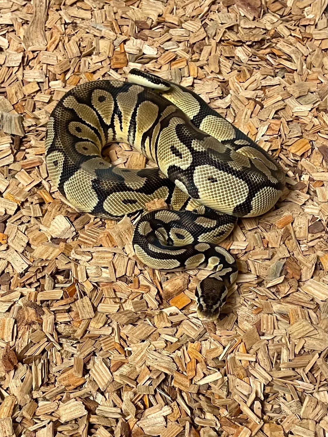 Pastel DH Lavender Albino VPI Axanthic (Het Lavender Snow) PH Pied Ball ...