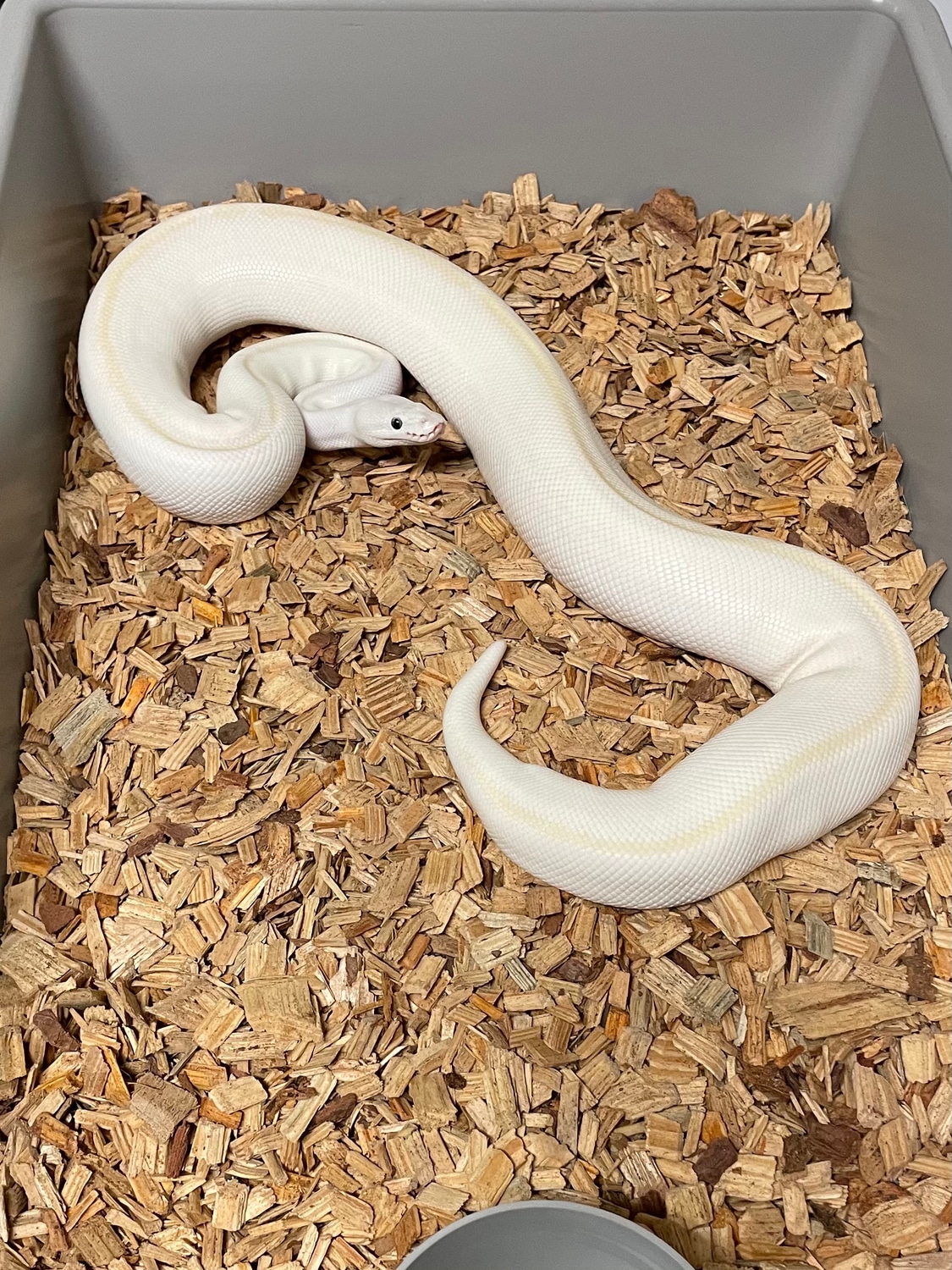Mojave Lesser Probable Highway Ball Python by The Florida Reptile Ranch ...