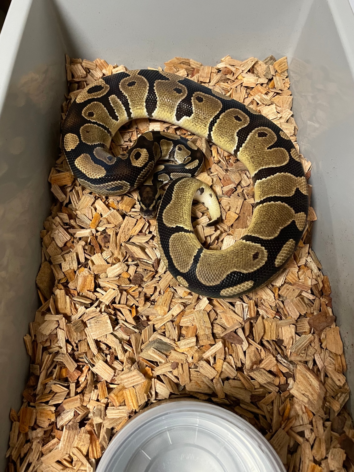 DH Lavender Albino VPI Axanthic (Het Lavender Snow) PH Pied Ball Python ...