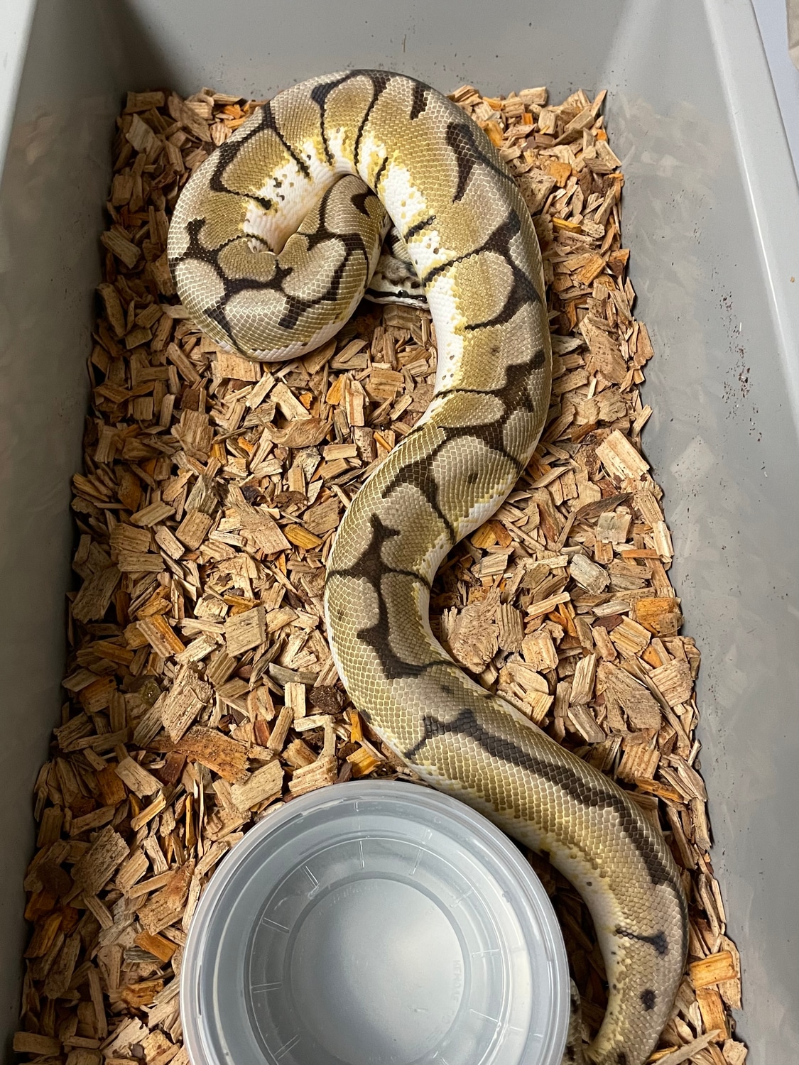 Spider Pastel DH Lavender Albino VPI Axanthic (Het Lavender Snow) Ball ...