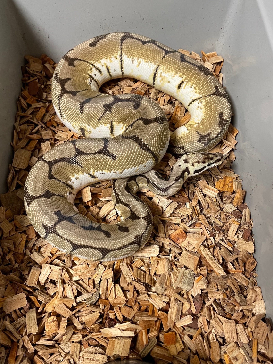 Spider Pastel DH Lavender Albino VPI Axanthic (Het Lavender Snow) Ball ...