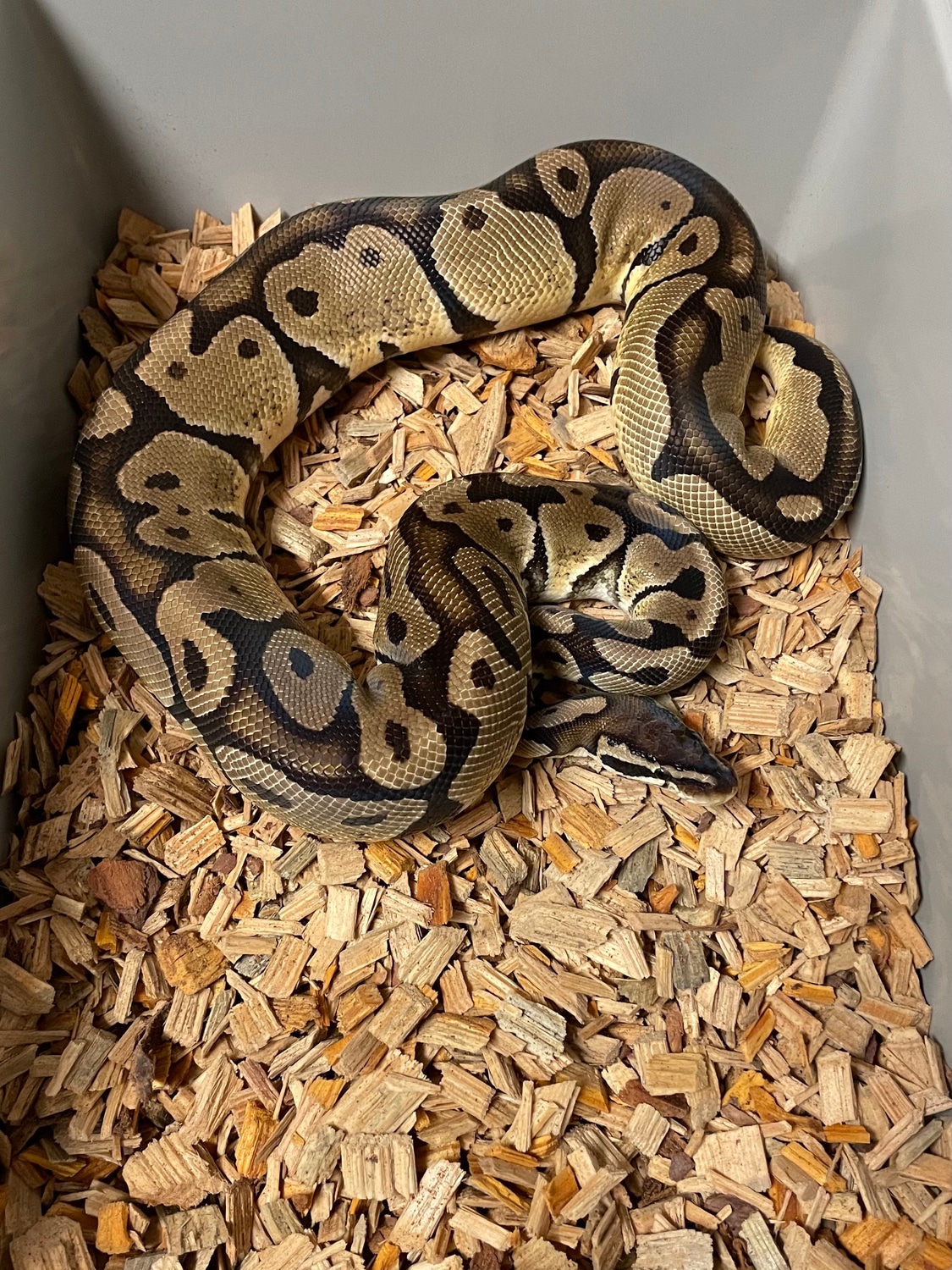 Pastel DH Lavender Albino VPI Axanthic (Het Lavender Snow) Ball Python ...