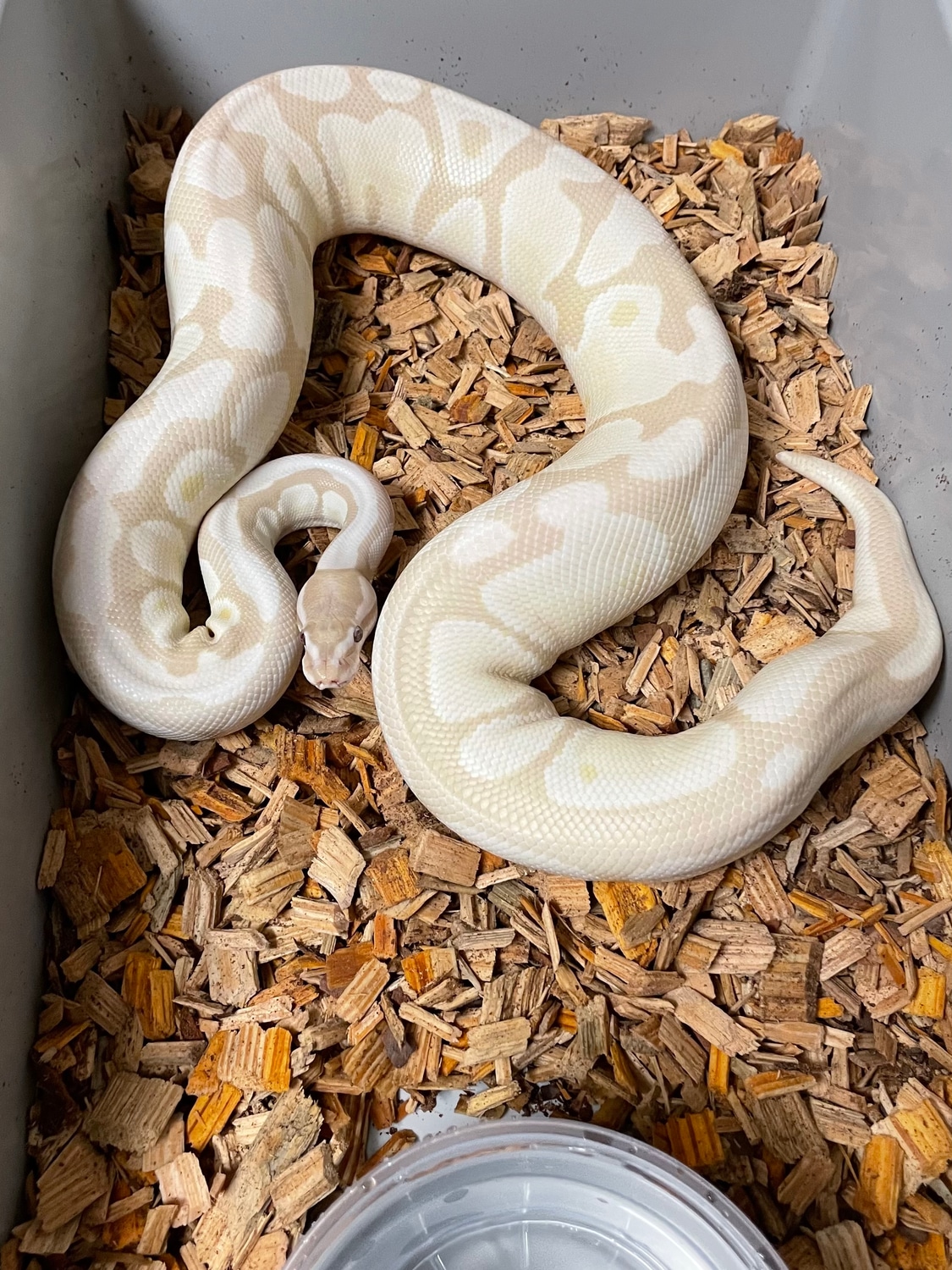 Lavender Albino VPI Axanthic (Lavender Snow) Ball Python by The Florida ...