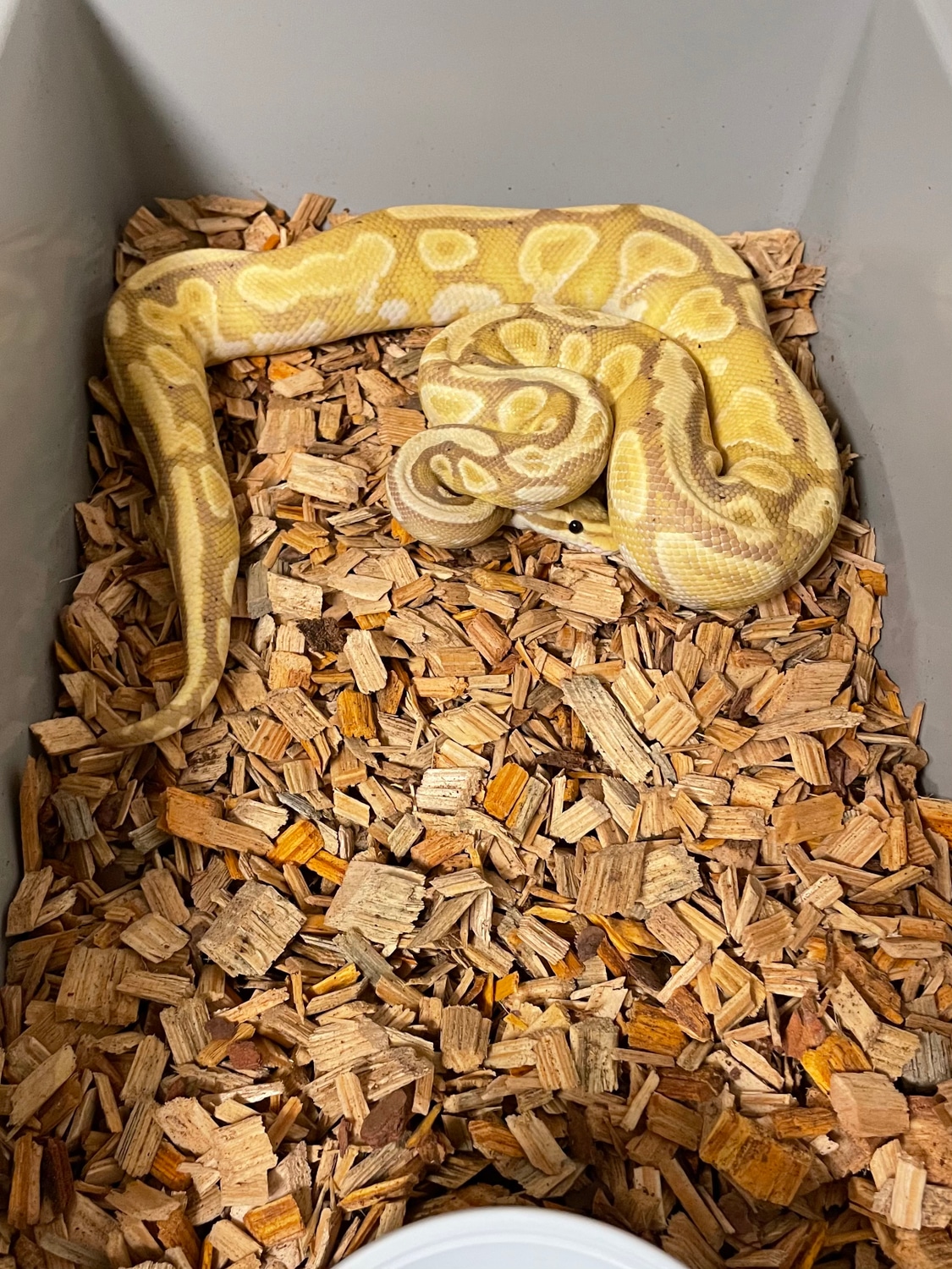 Banana Cypress Ball Python by The Florida Reptile Ranch - MorphMarket