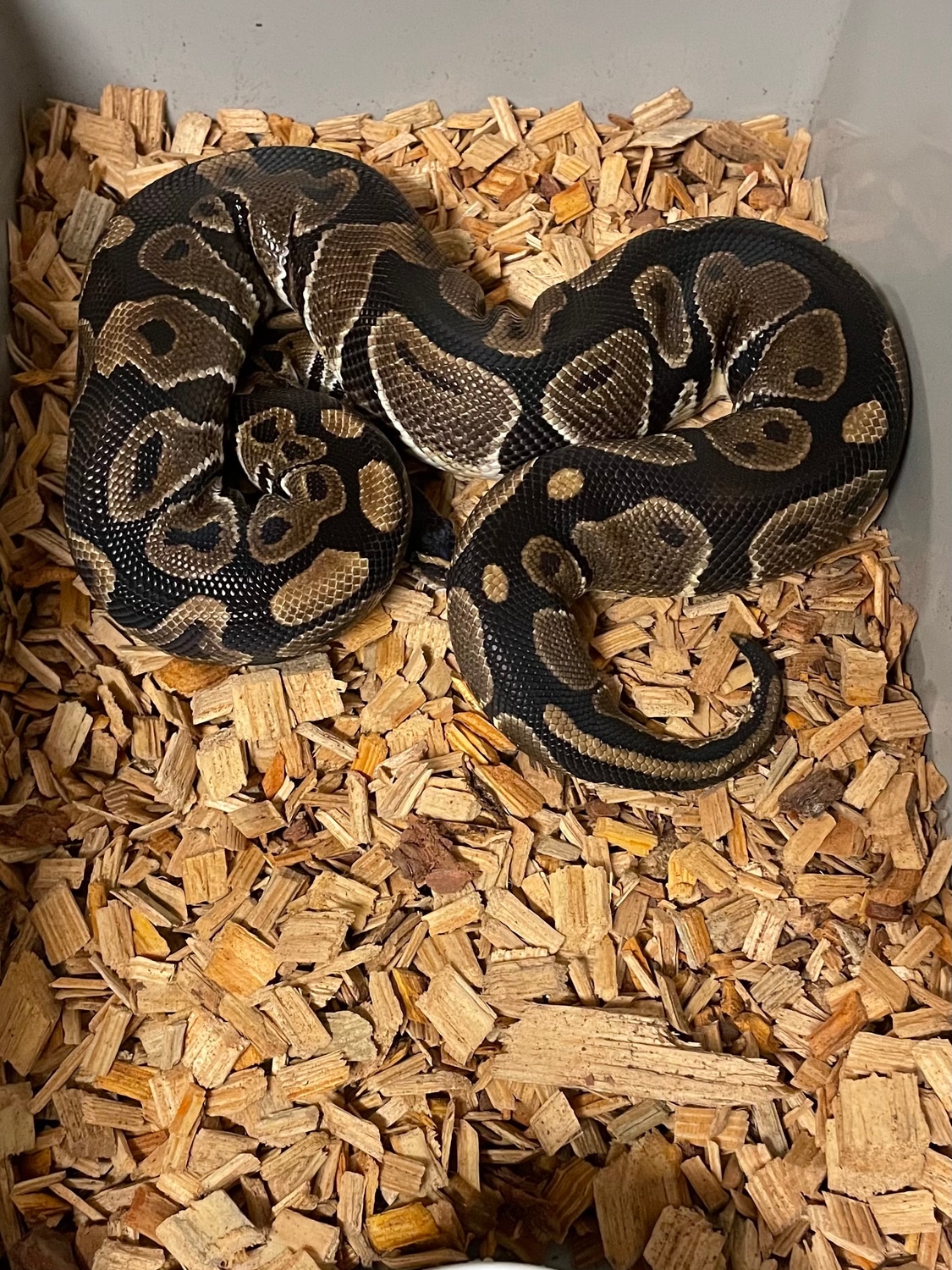 DH Black Axanthic Toffee Ball Python by The Florida Reptile Ranch ...