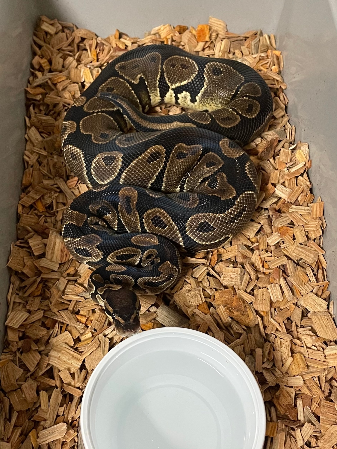 DH Black Axanthic Toffee Ball Python by The Florida Reptile Ranch ...