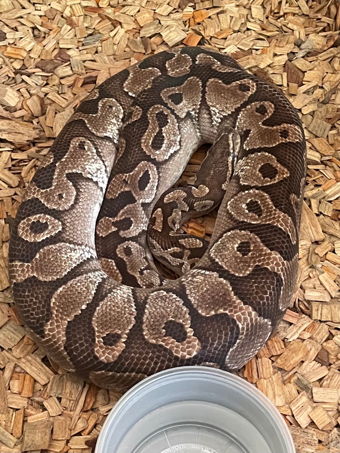 Lesser Ball Python by The Florida Reptile Ranch - MorphMarket