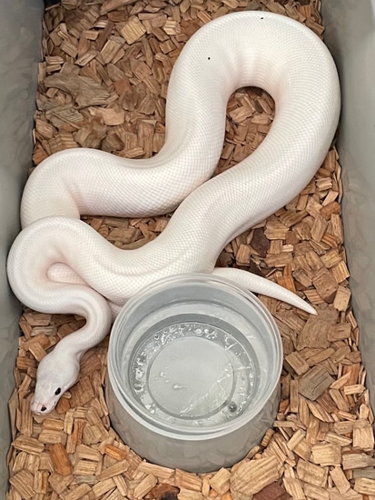 White Wedding Ball Python by The Florida Reptile Ranch