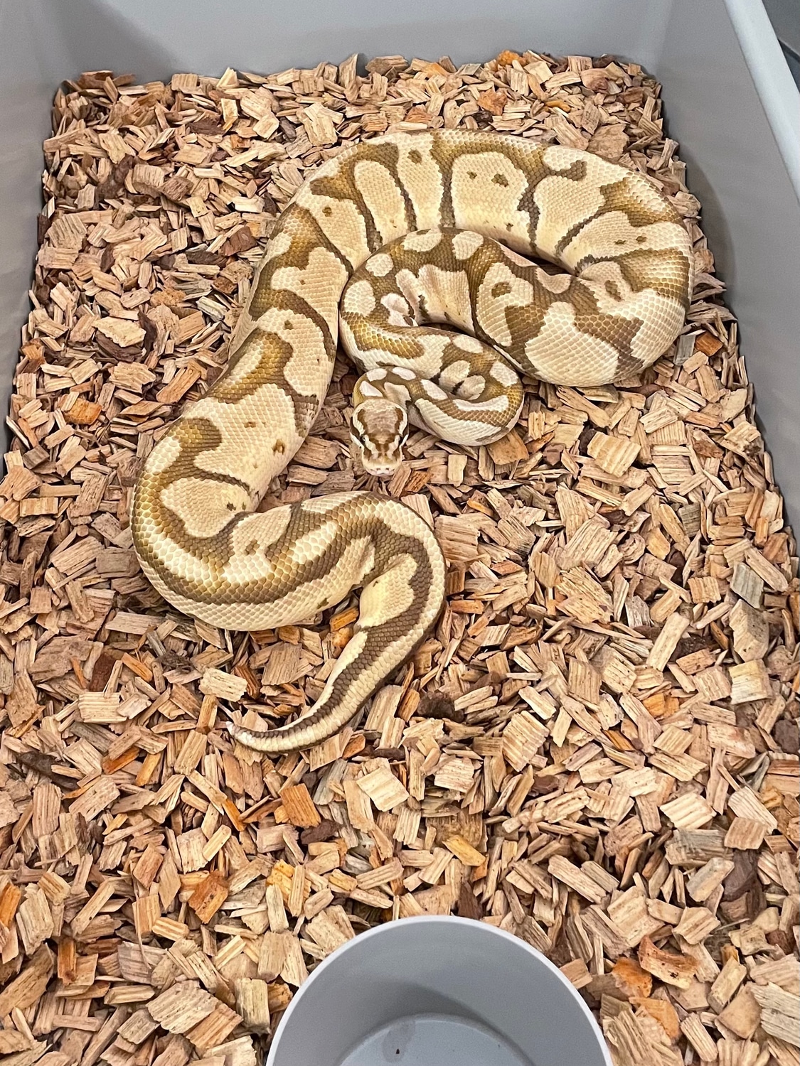 Monarch Pastel Ball Python by The Florida Reptile Ranch - MorphMarket