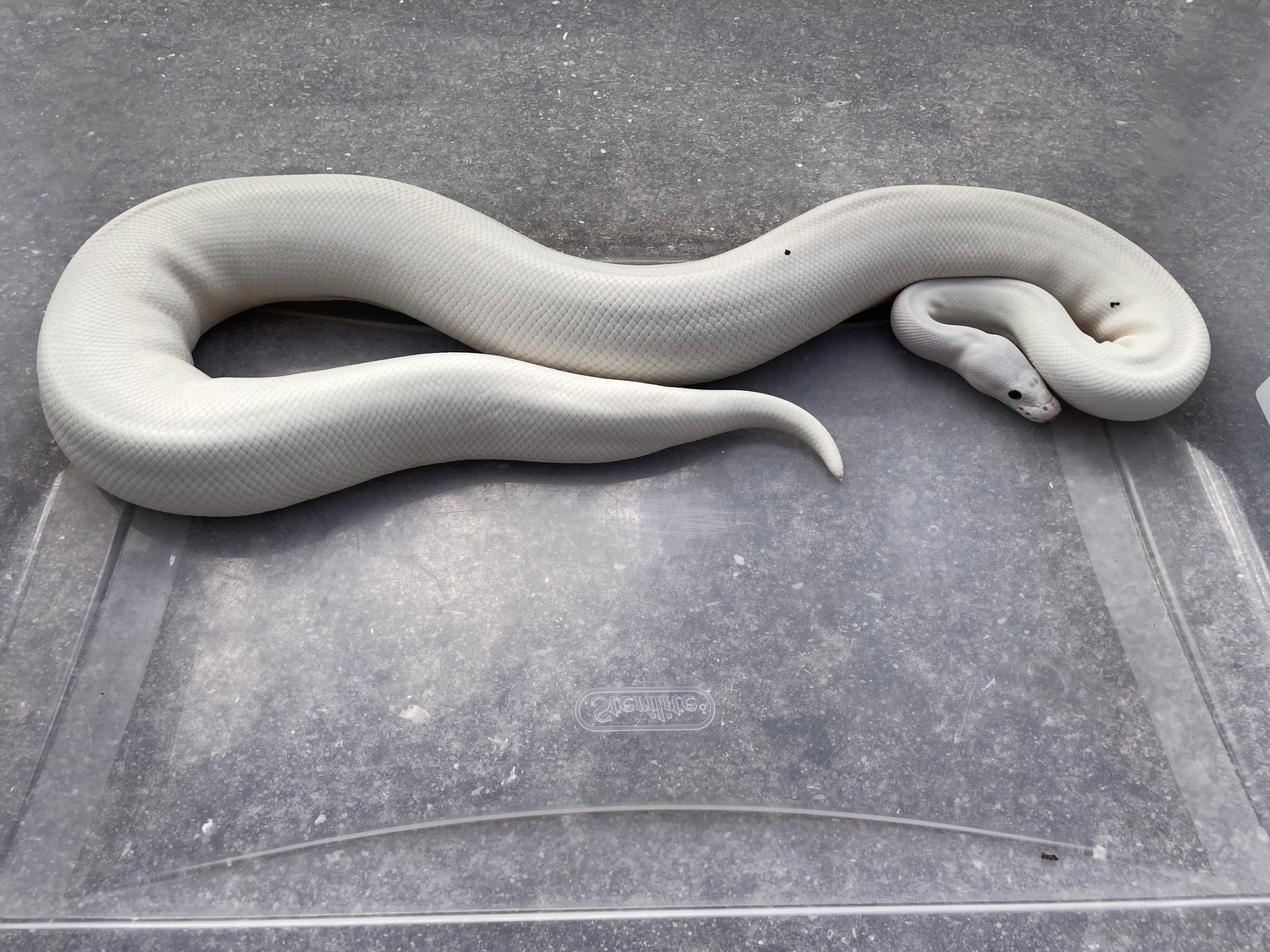 White Wedding Ball Python by The Florida Reptile Ranch - MorphMarket