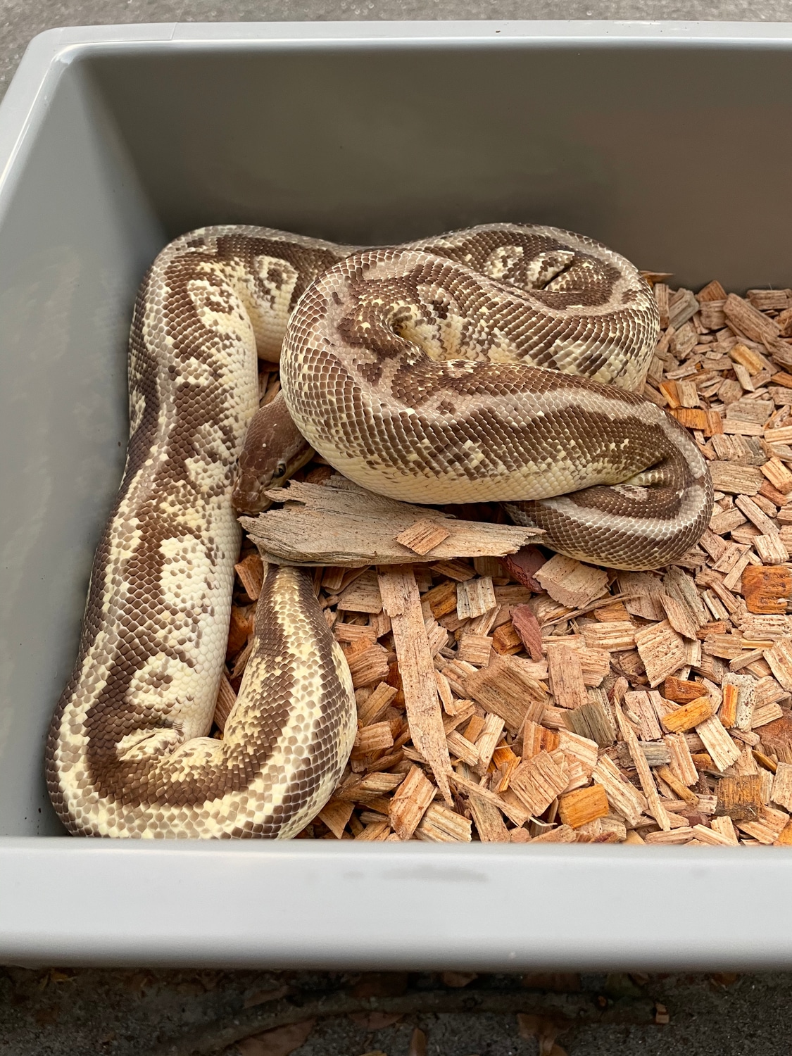 Inferno Mojave Ball Python by The Florida Reptile Ranch - MorphMarket
