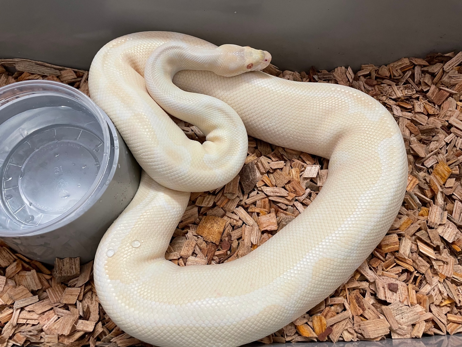 Albino Clown Ball Python by The Florida Reptile Ranch - MorphMarket
