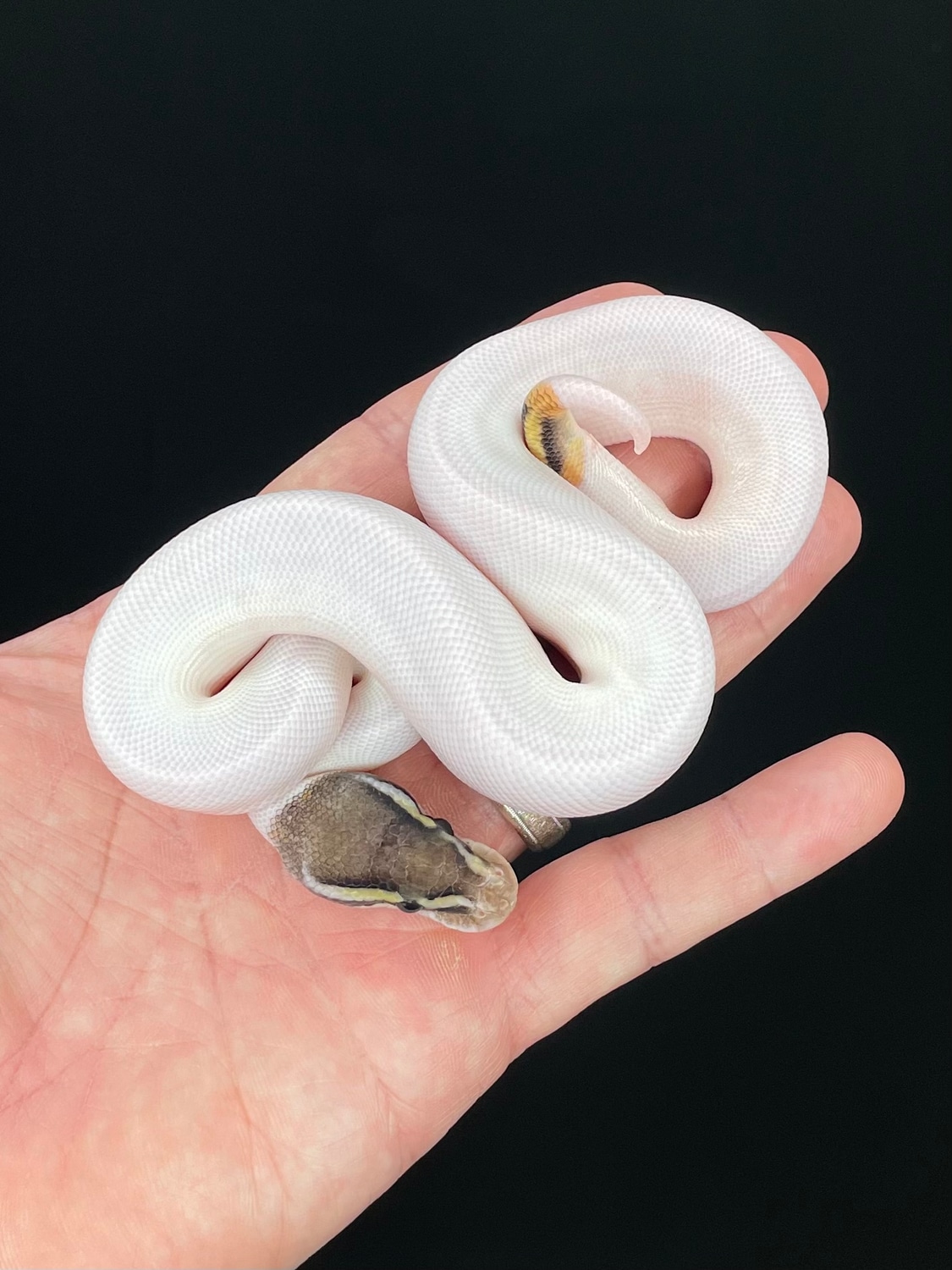 Pied Pinto Ball Python by The Florida Reptile Ranch - MorphMarket