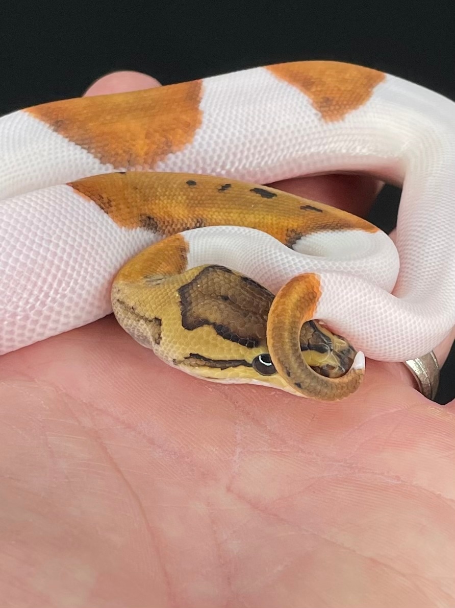 Pied Pinstripe Ball Python by The Florida Reptile Ranch - MorphMarket