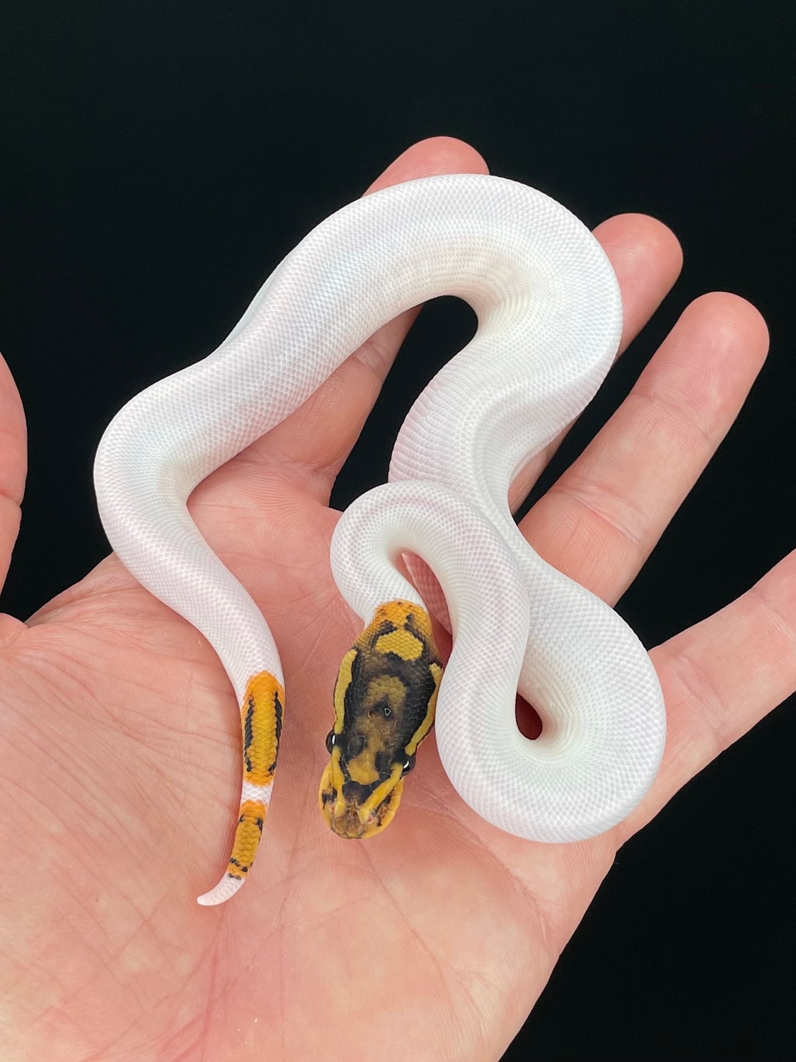 Pied Yellow Belly Ball Python by The Florida Reptile Ranch - MorphMarket