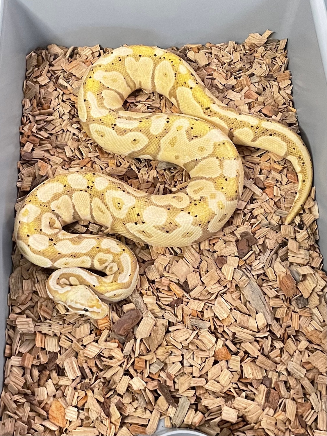 Banana Enchi Pastel Ball Python by The Florida Reptile Ranch - MorphMarket