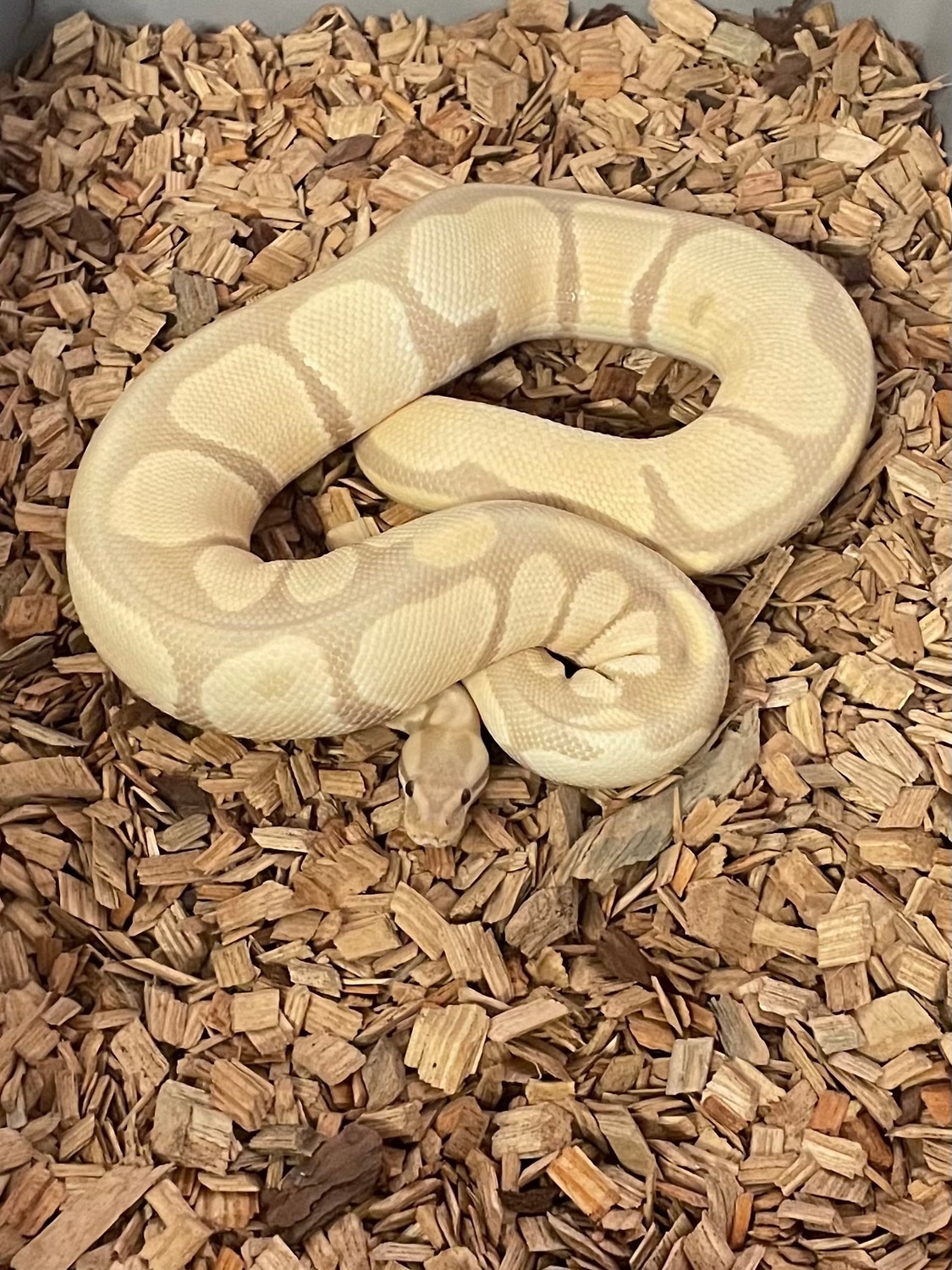 Toffee Ball Python by The Florida Reptile Ranch - MorphMarket