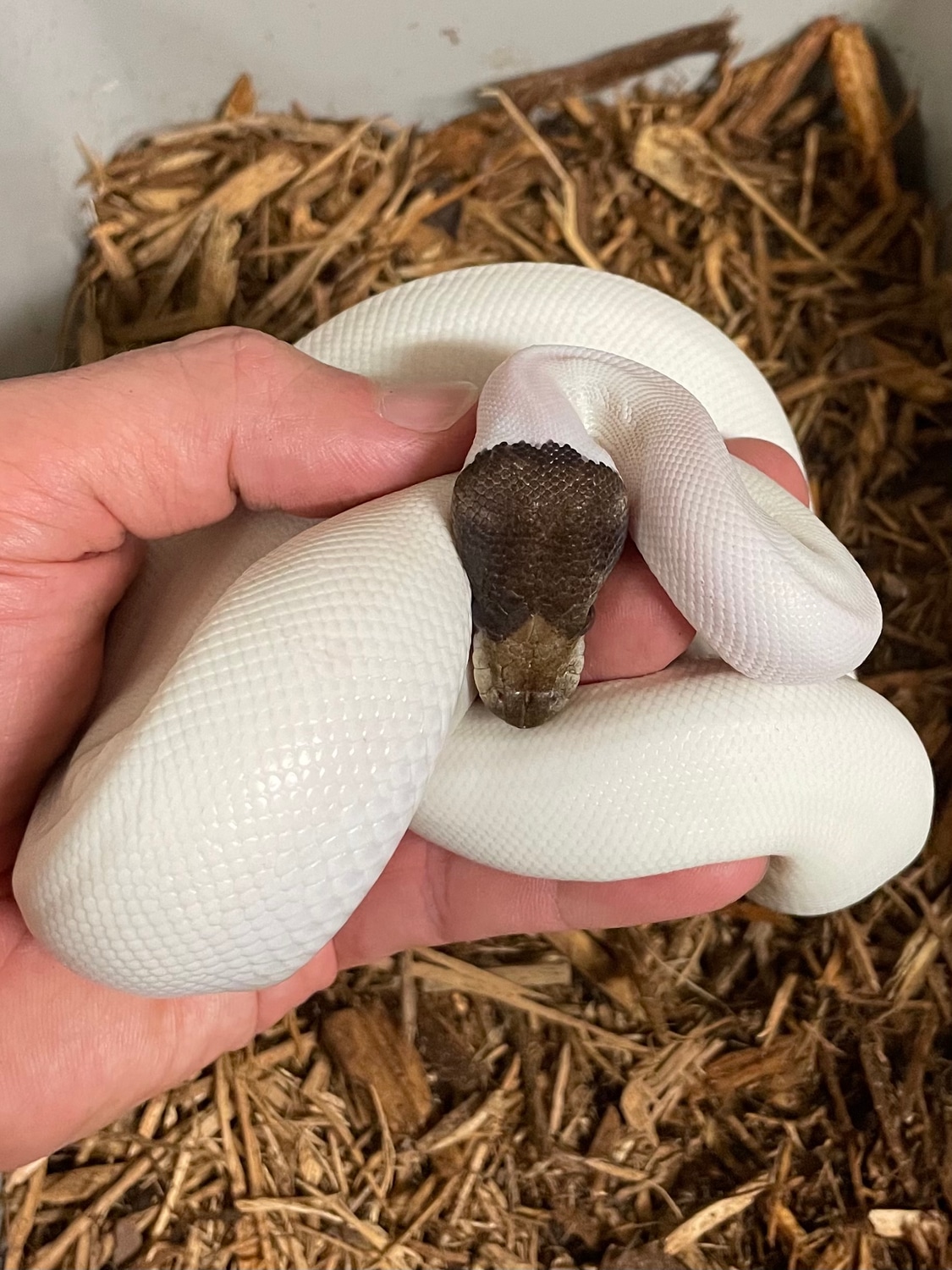 Black Pastel Mojave Pied Ball Python by The Florida Reptile Ranch ...