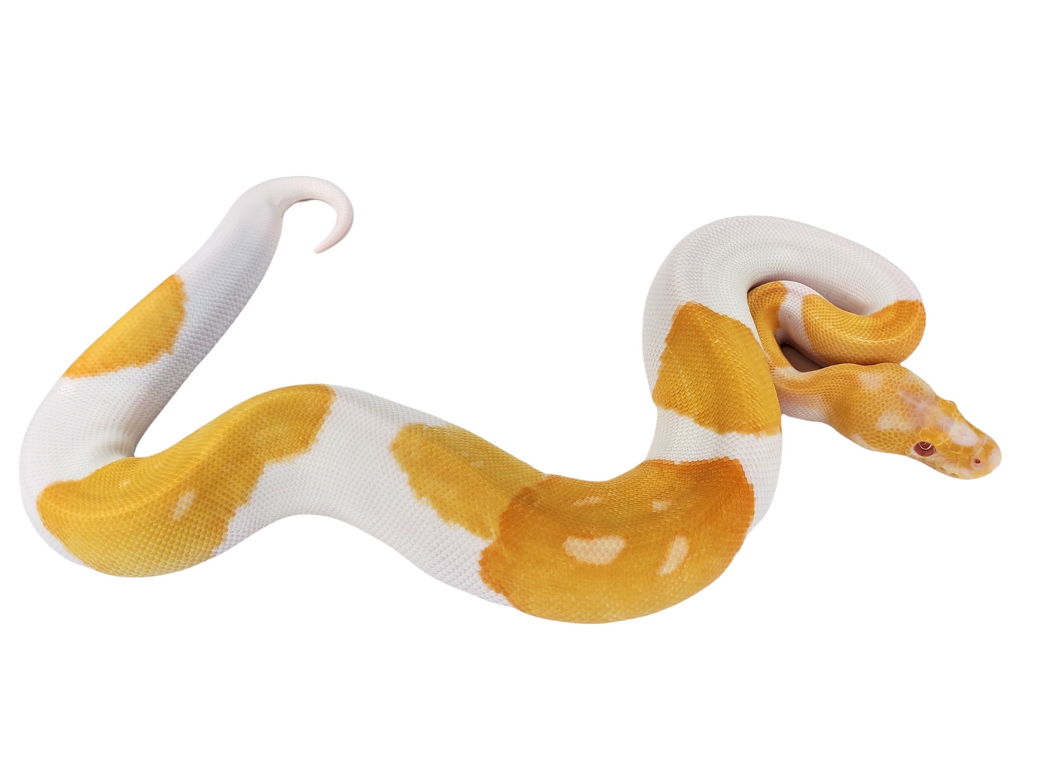 Albino Clown Pied Ball Python by The Florida Reptile Ranch - MorphMarket
