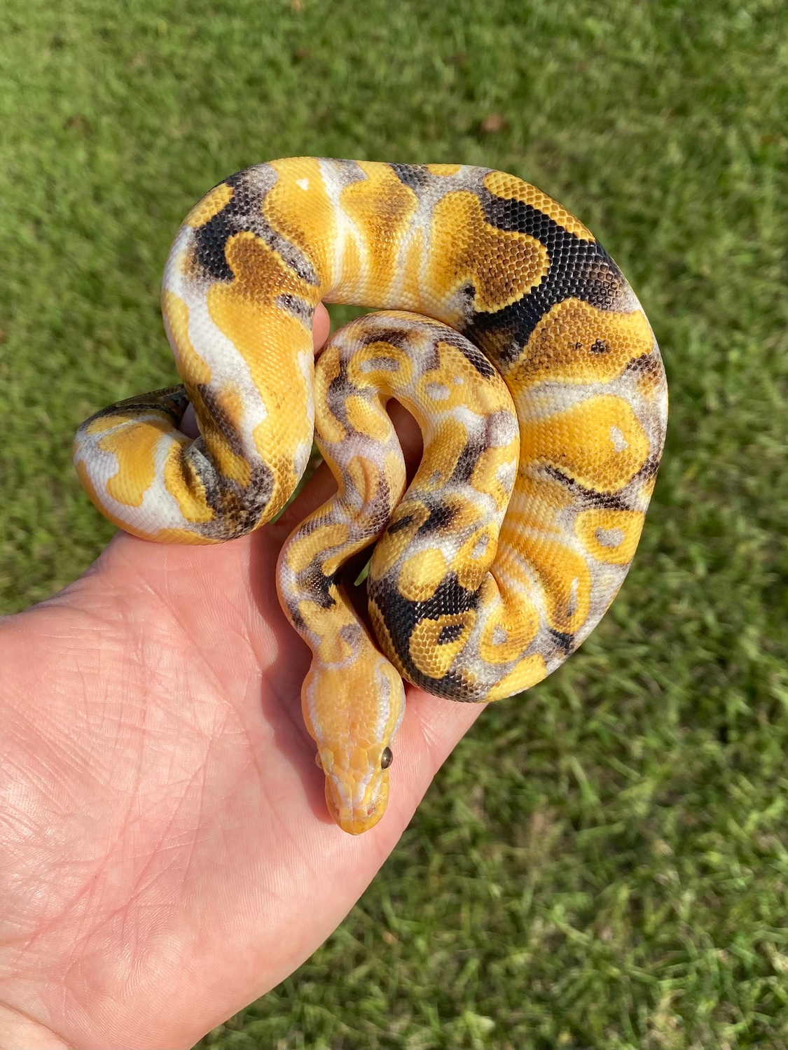 NR Mandarin Albino Yellowbelly Paradox Ball Python by The Florida ...
