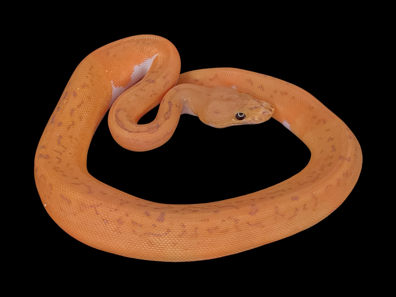 Pinstripe Ghost Clown Pied Ball Python by The Florida Reptile Ranch ...